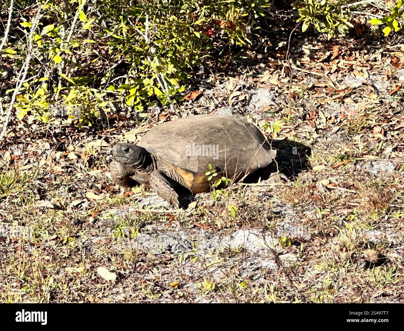 Gopher Tortoise (Gopherus polyphemus Stock Photo - Alamy