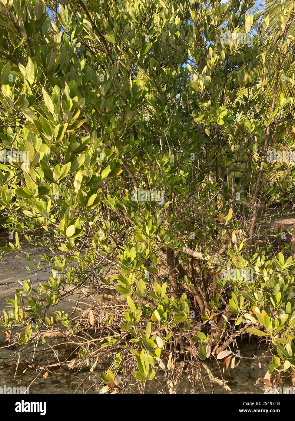 black mangrove (Avicennia germinans Stock Photo - Alamy