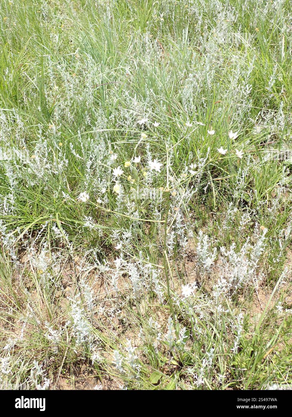 Fivefive Ministar (Alepidea peduncularis Stock Photo - Alamy