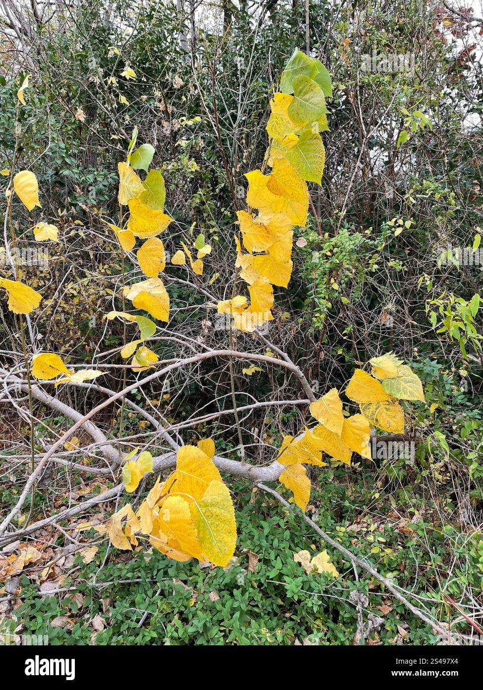 Eastern Cottonwood (Populus deltoides Stock Photo - Alamy