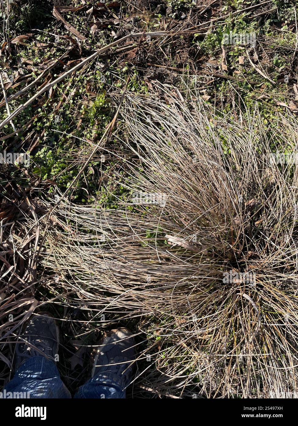 Leathery Rush (Juncus coriaceus Stock Photo - Alamy