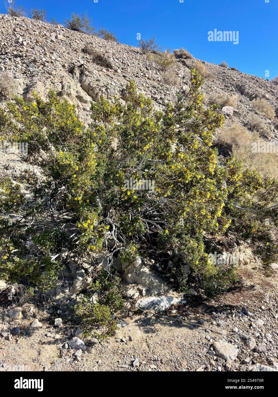 Creosote Bush (Larrea tridentata Stock Photo - Alamy
