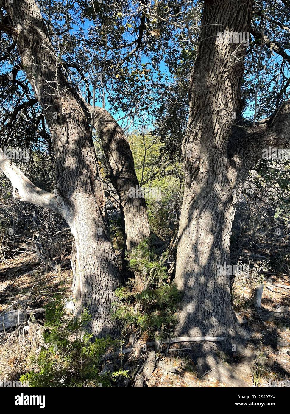 Texas live oak (Quercus fusiformis Stock Photo - Alamy