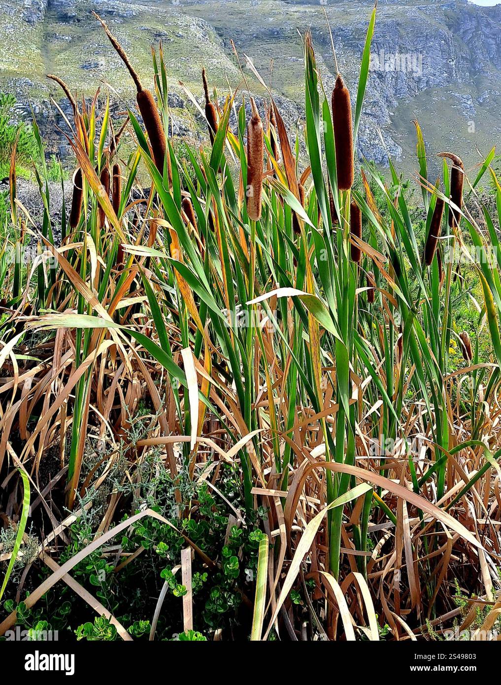 Cape Bulrush (Typha capensis Stock Photo - Alamy