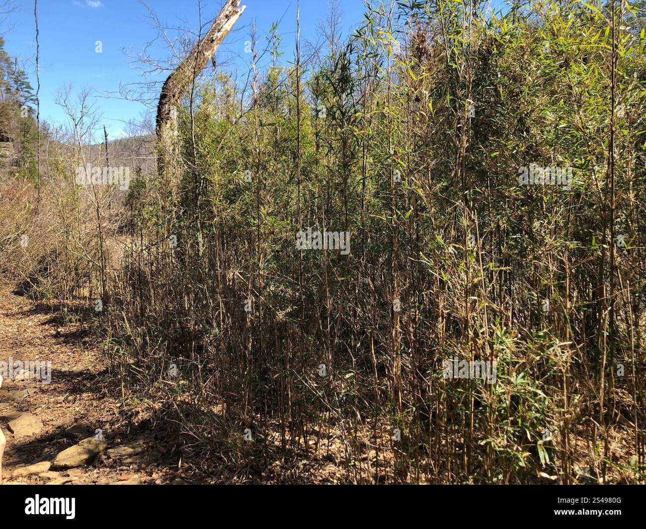 river cane (Arundinaria gigantea Stock Photo - Alamy
