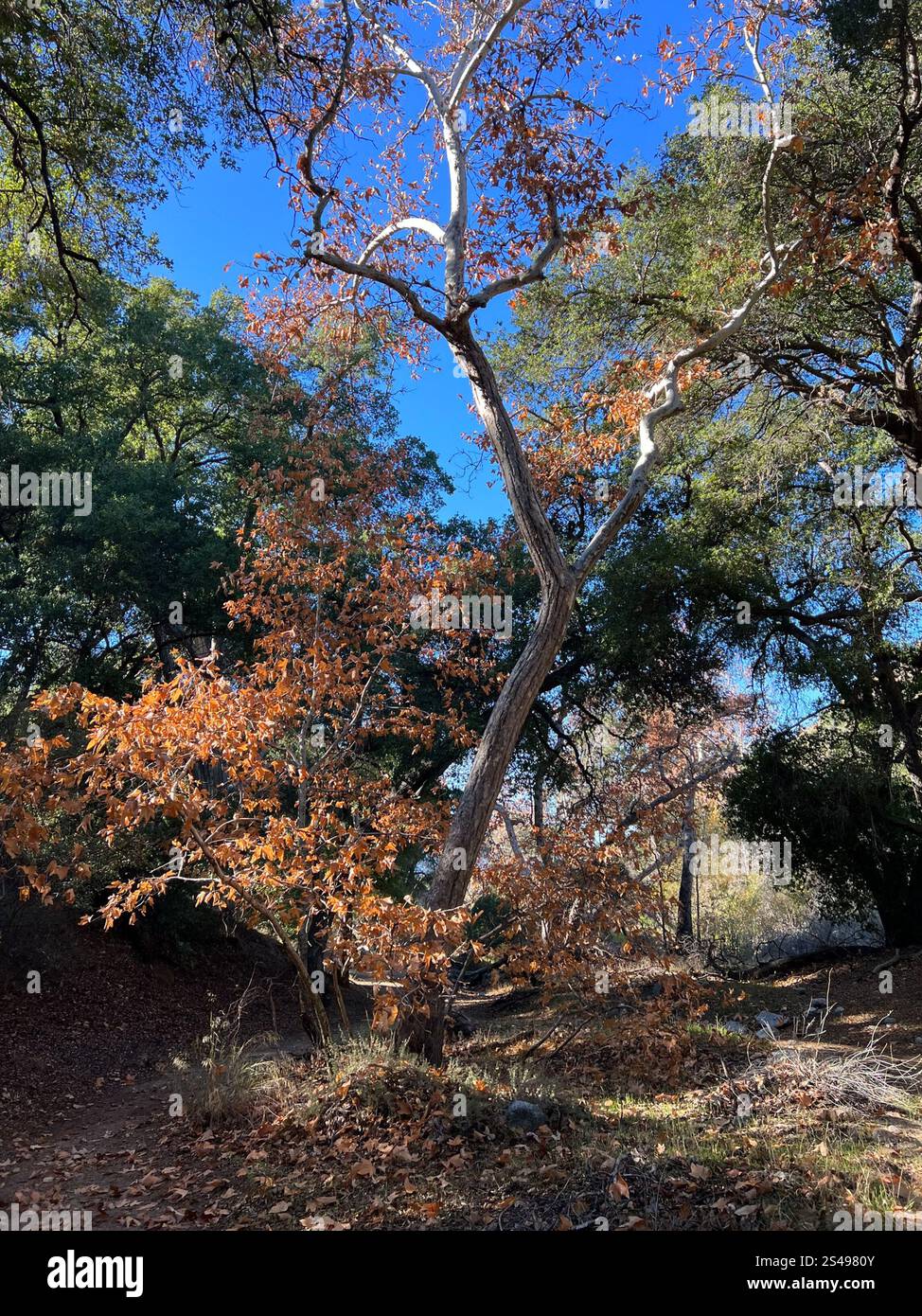 western sycamore (Platanus racemosa Stock Photo - Alamy