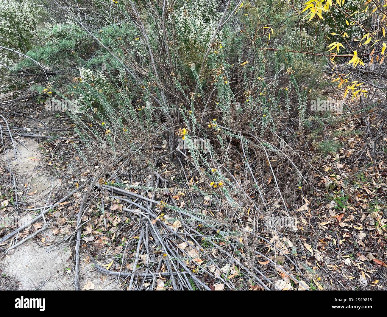 Coastal Goldenbush (Isocoma menziesii Stock Photo - Alamy