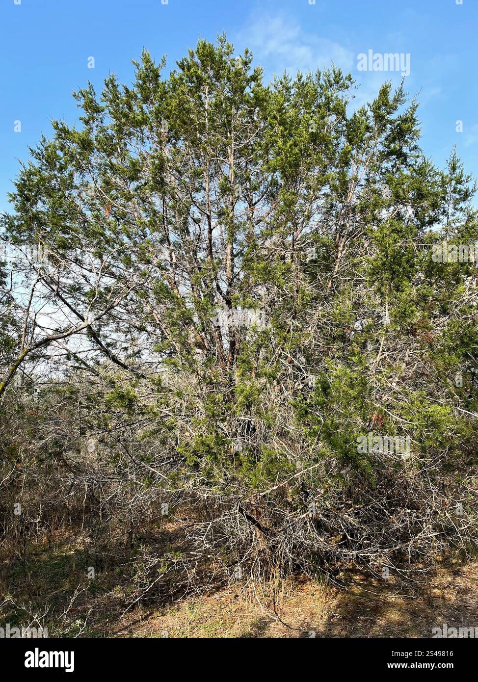 Ashe juniper (Juniperus ashei Stock Photo - Alamy