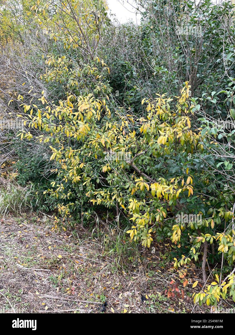 Gum bumelia (Sideroxylon lanuginosum Stock Photo - Alamy