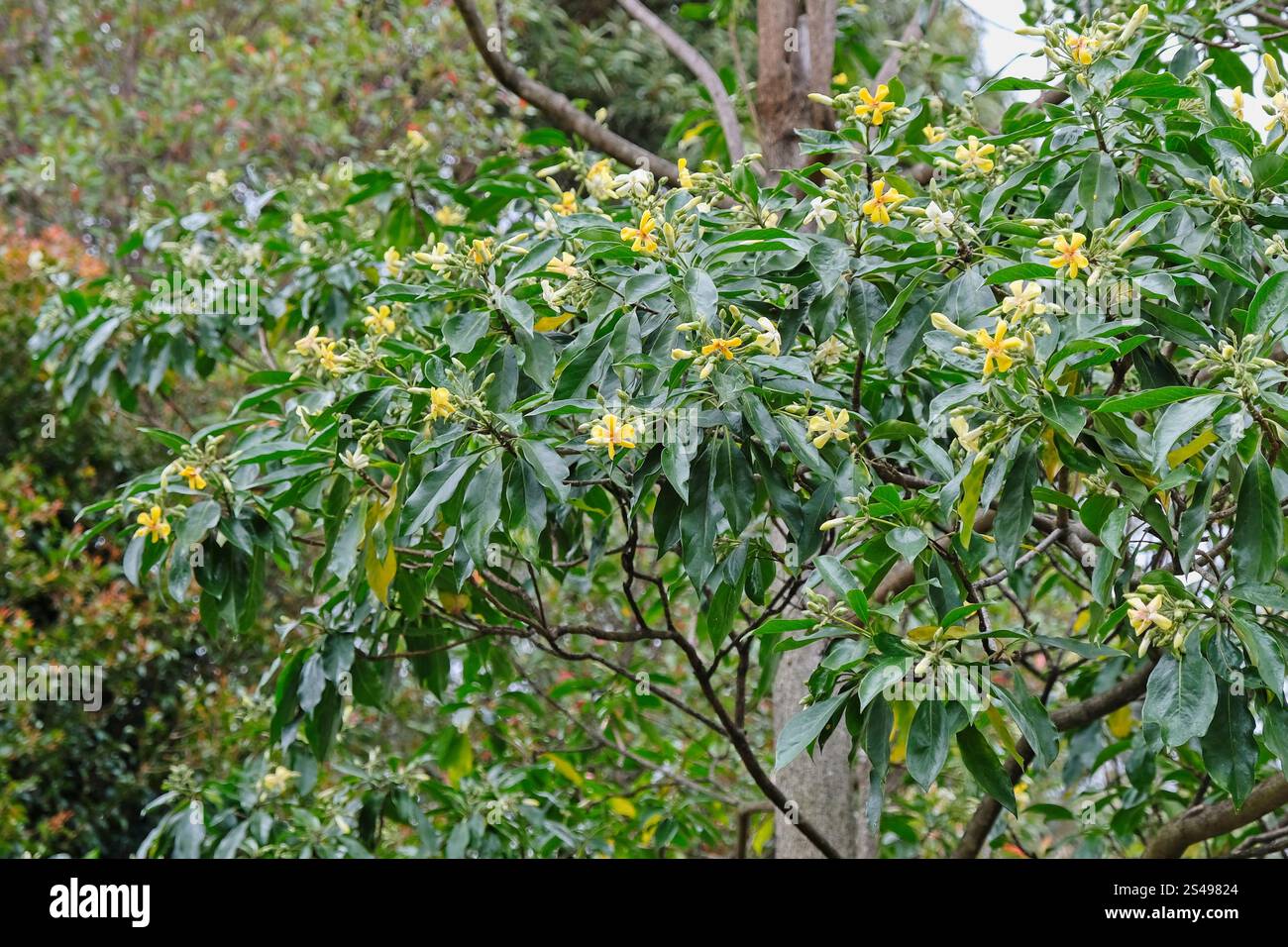 Looking up in to the canopy of a Native Australian Frangipani tree ...