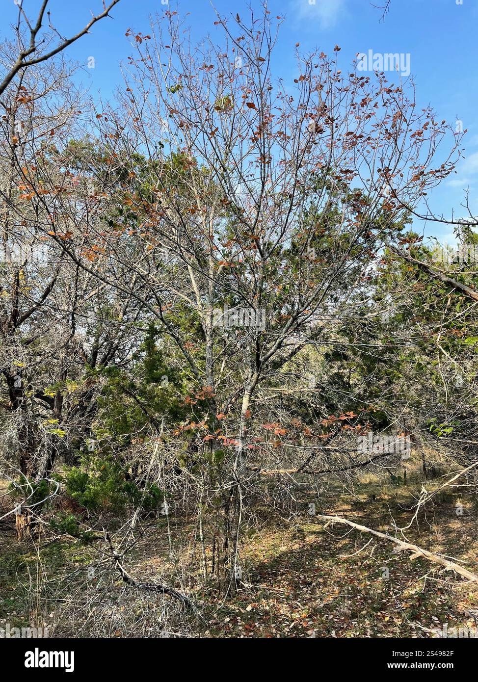 Texas ash (Fraxinus albicans Stock Photo - Alamy