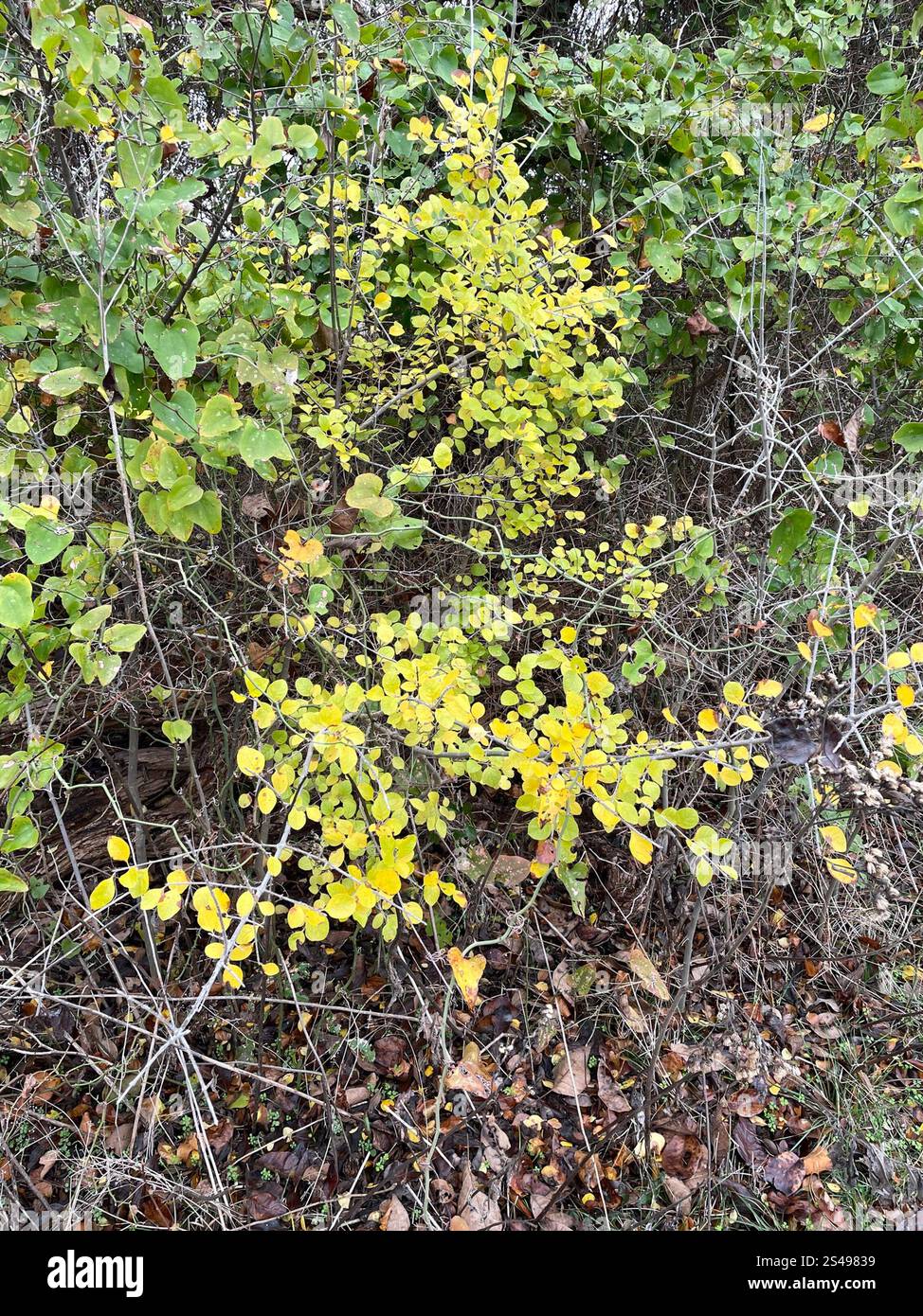 Stretchberry (Forestiera pubescens Stock Photo - Alamy