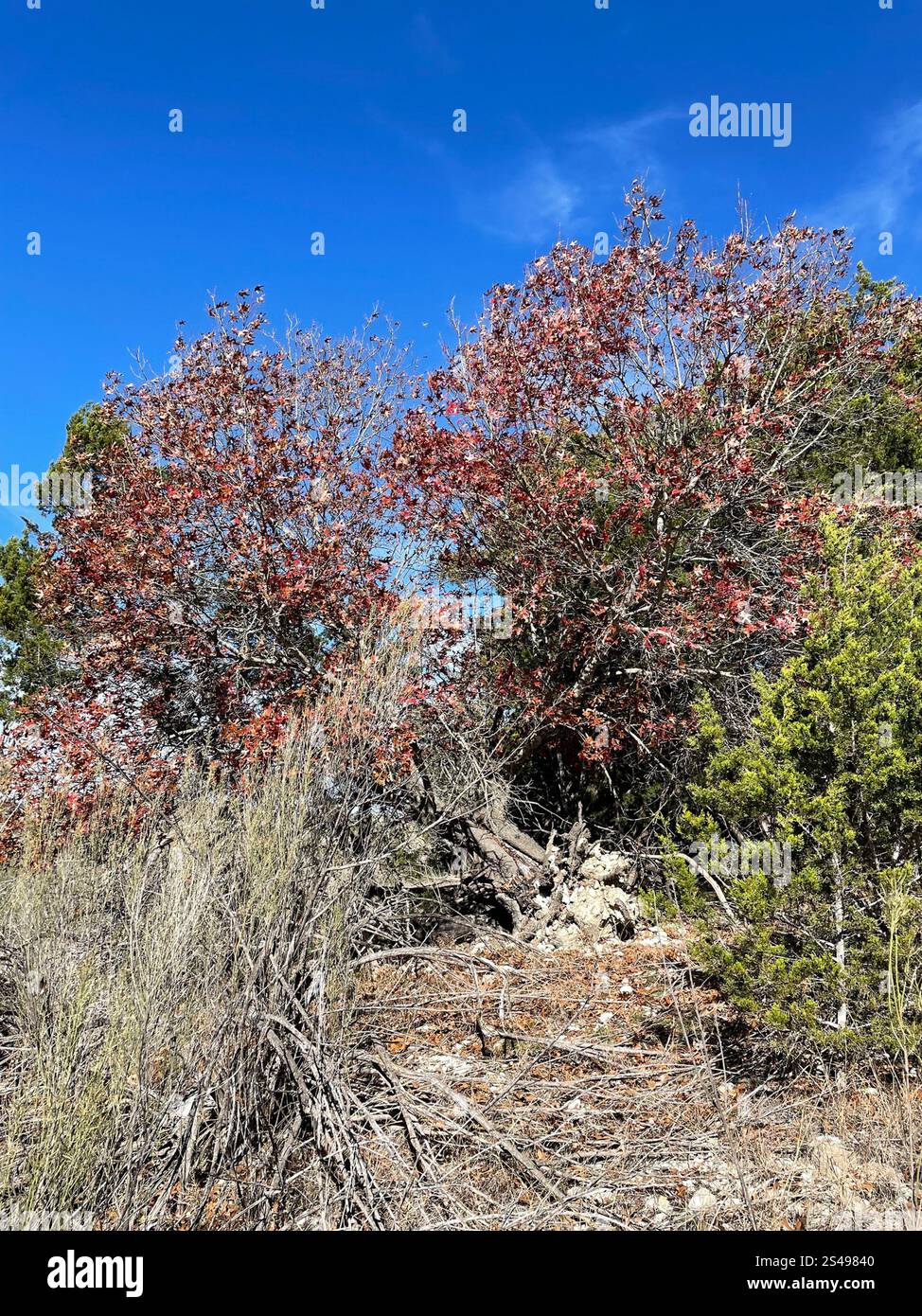 Buckley's oak (Quercus buckleyi Stock Photo - Alamy