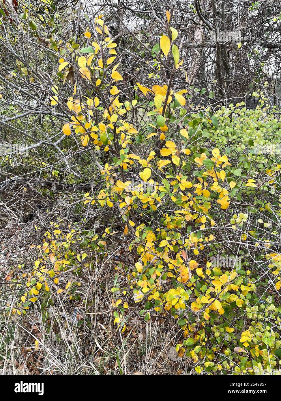 Gum bumelia (Sideroxylon lanuginosum Stock Photo - Alamy