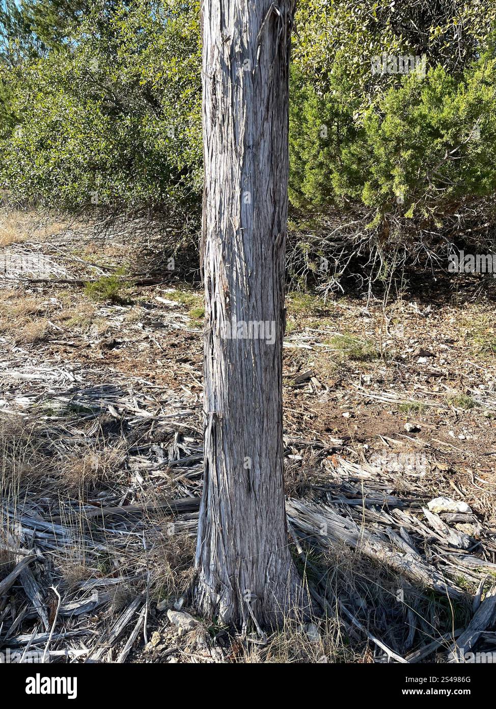 Ashe juniper (Juniperus ashei Stock Photo - Alamy
