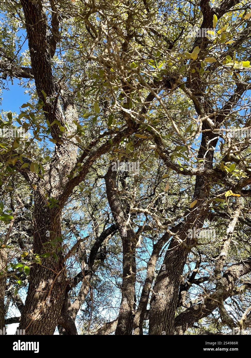 Texas live oak (Quercus fusiformis Stock Photo - Alamy