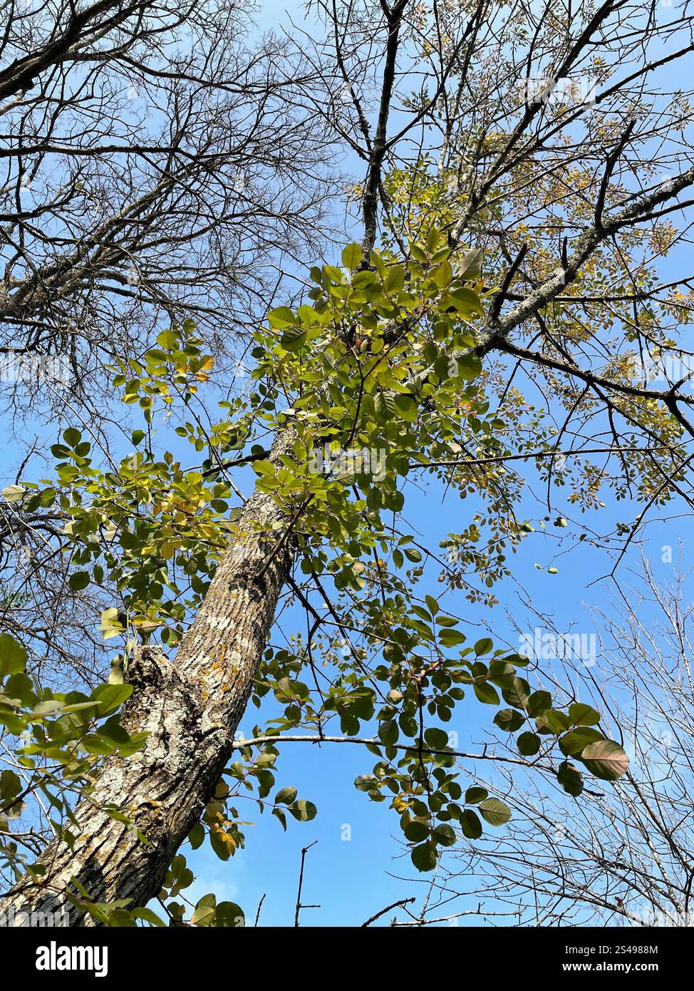 Texas ash (Fraxinus albicans Stock Photo - Alamy