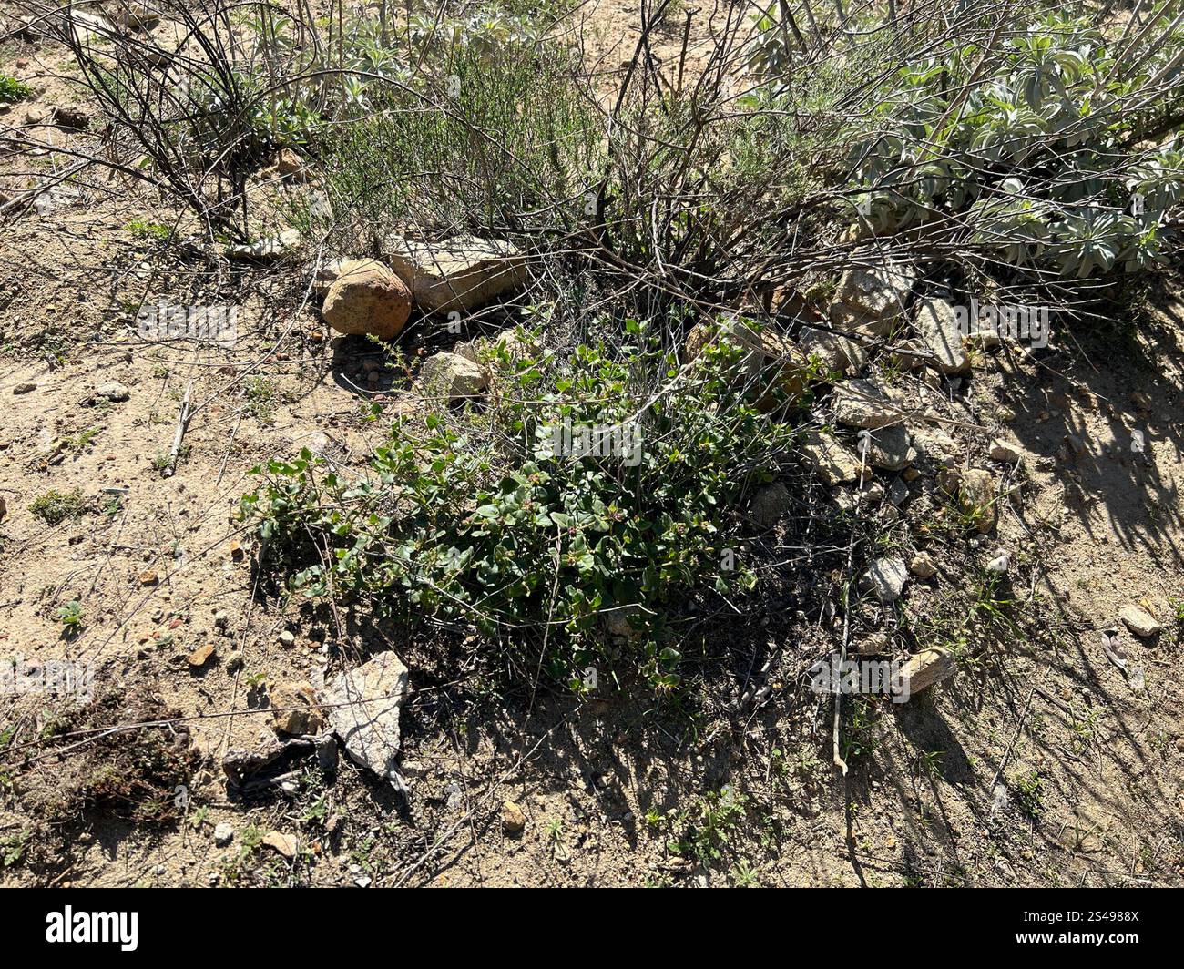 Wishbone Bush (Mirabilis laevis Stock Photo - Alamy