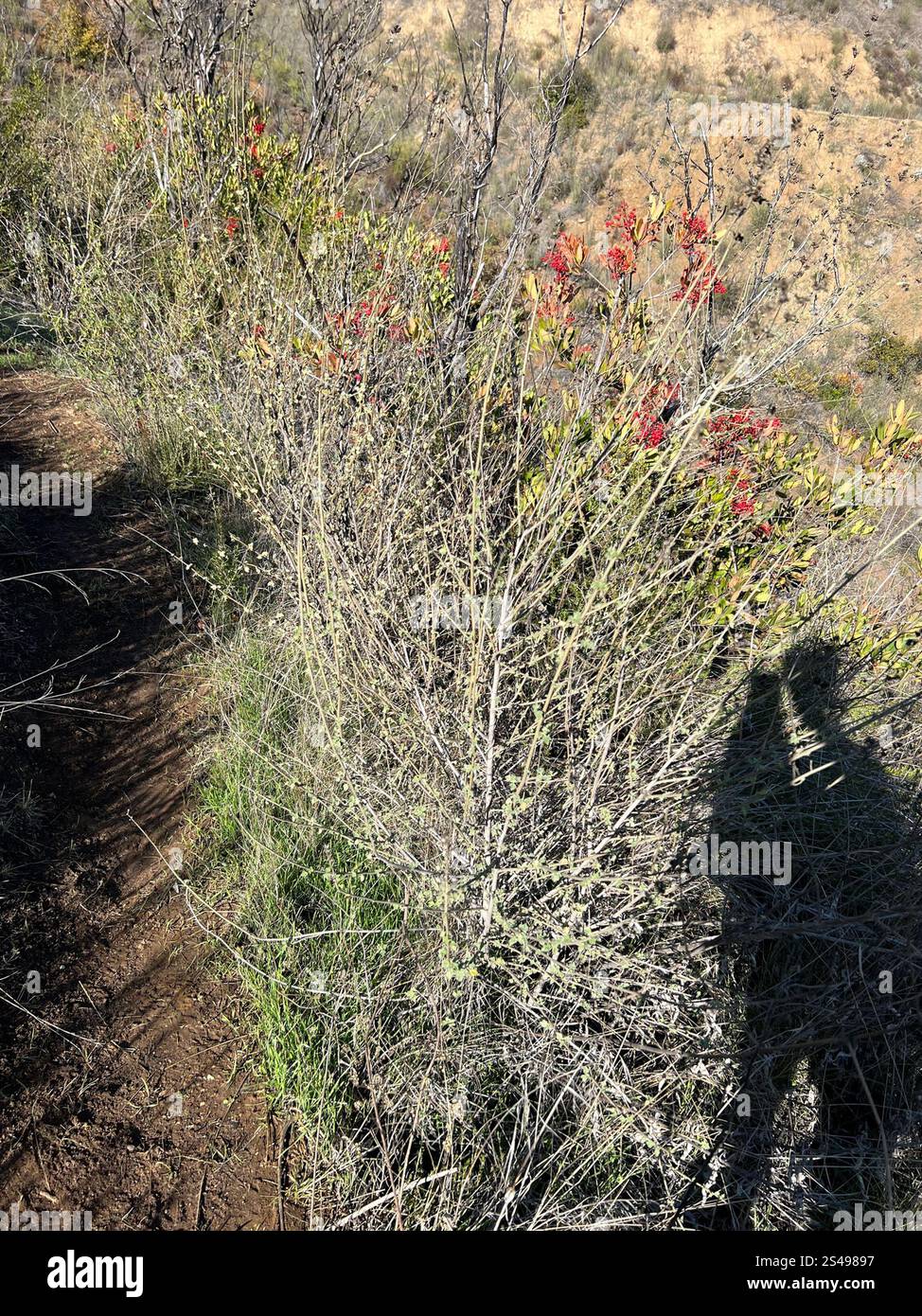 southern coastal bushmallow (Malacothamnus fasciculatus Stock Photo - Alamy