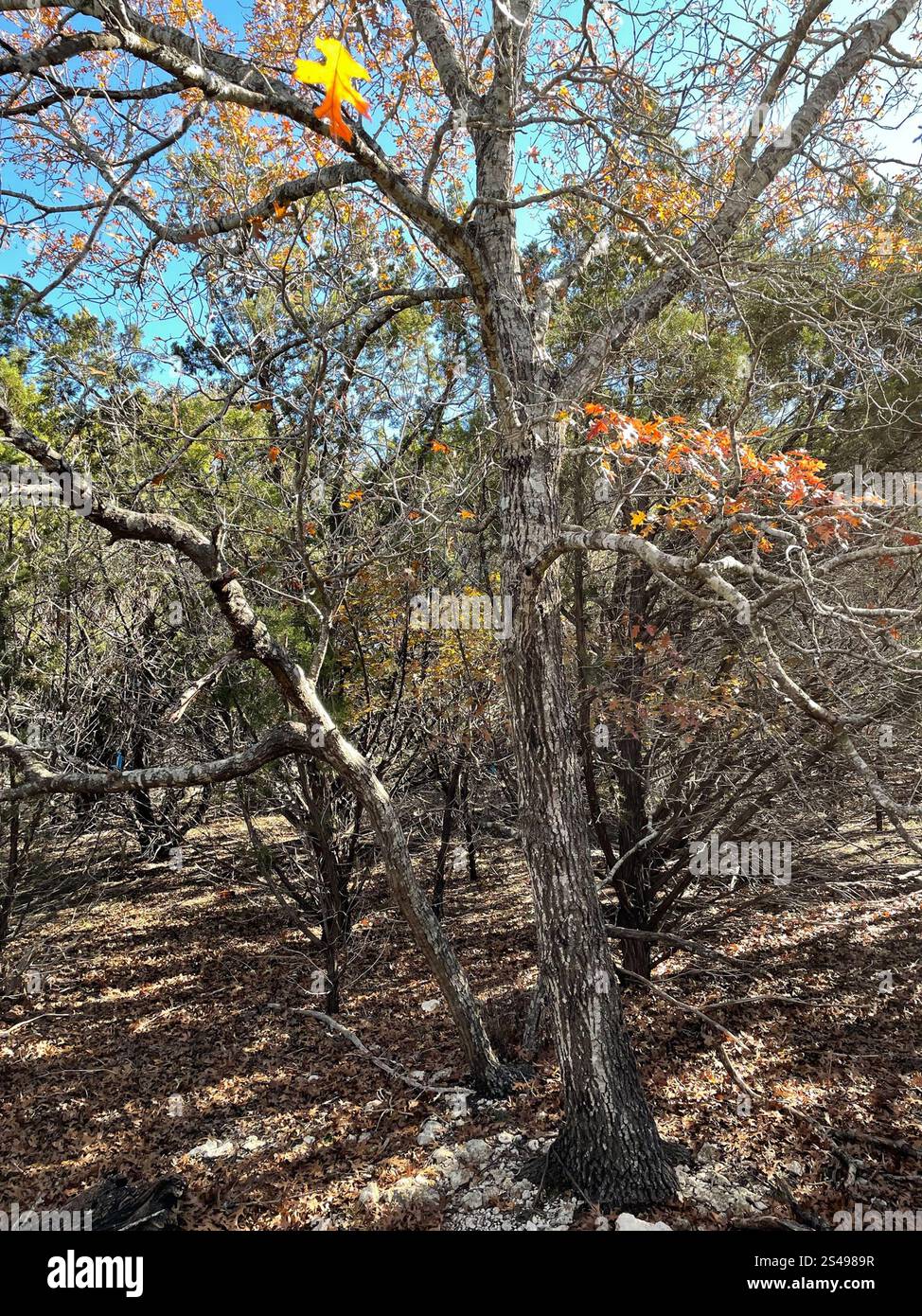 Buckley's oak (Quercus buckleyi Stock Photo - Alamy