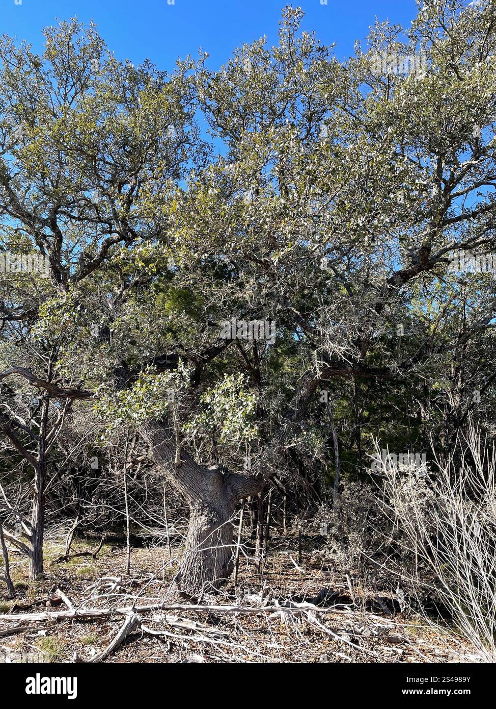 Texas live oak (Quercus fusiformis Stock Photo - Alamy