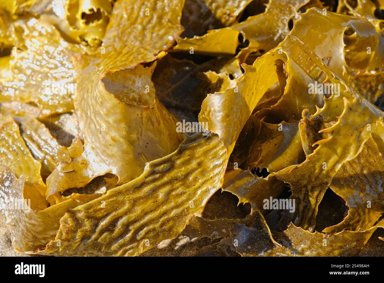 Large clump of Kelp, closeup, showing the distinctive patterns on the ...