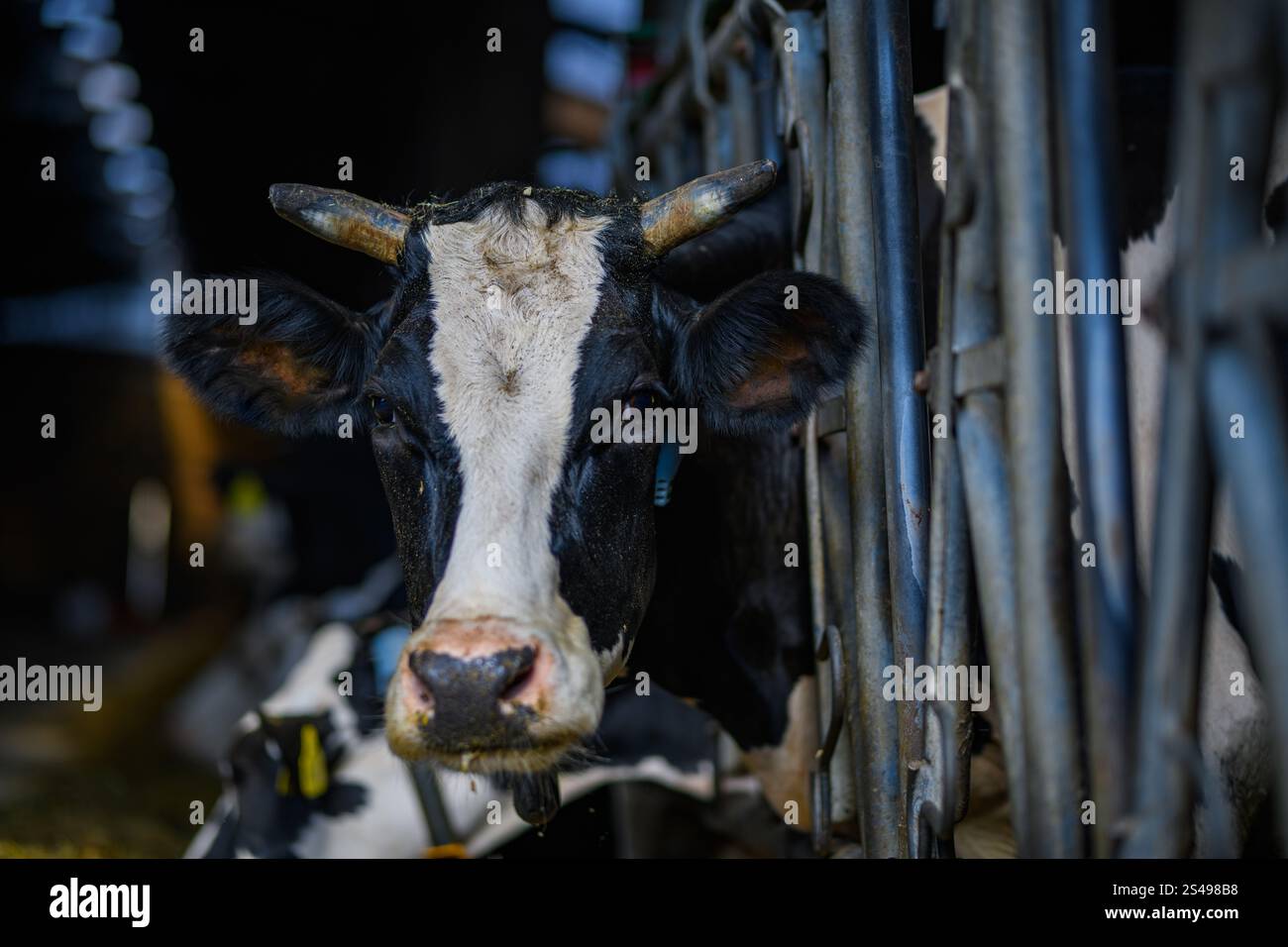 Cow on farm. Animal husbandry. Cow at dairy milk farm. Cow factory. Cow ...