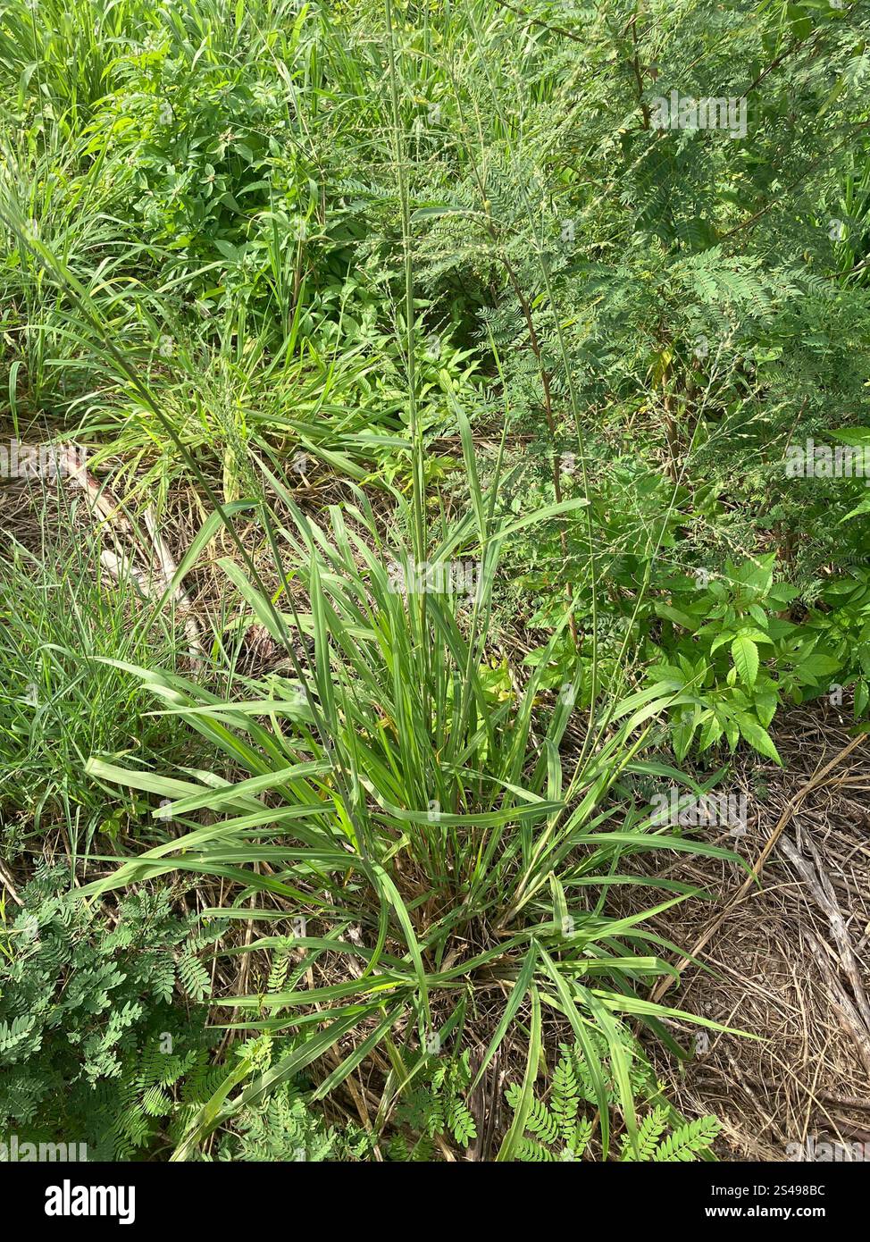 guinea grass (Megathyrsus maximus Stock Photo - Alamy