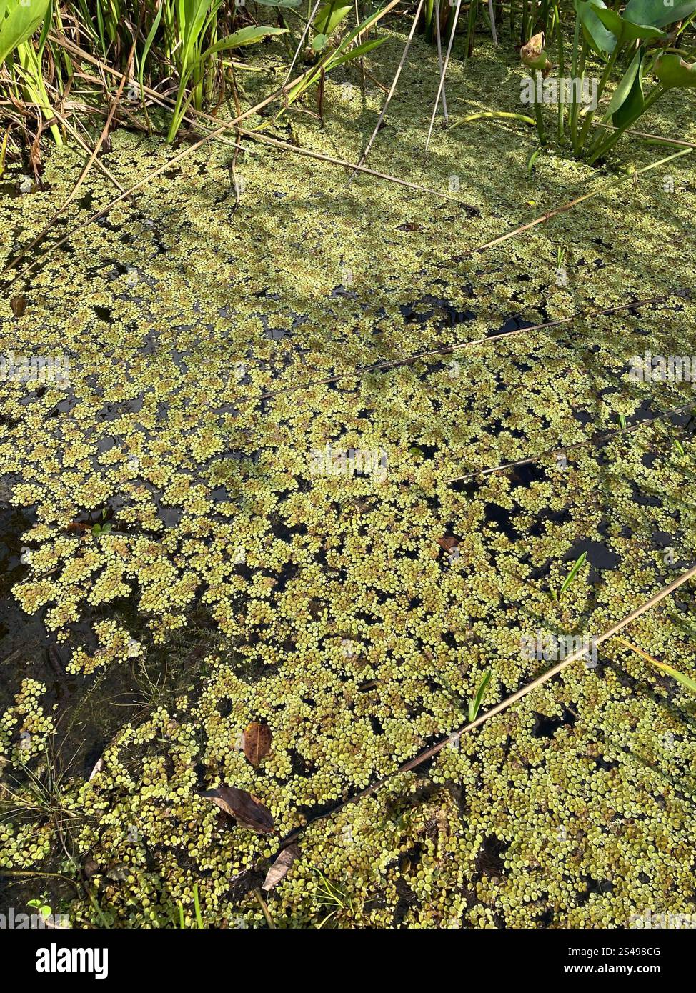 water spangles (Salvinia minima Stock Photo - Alamy