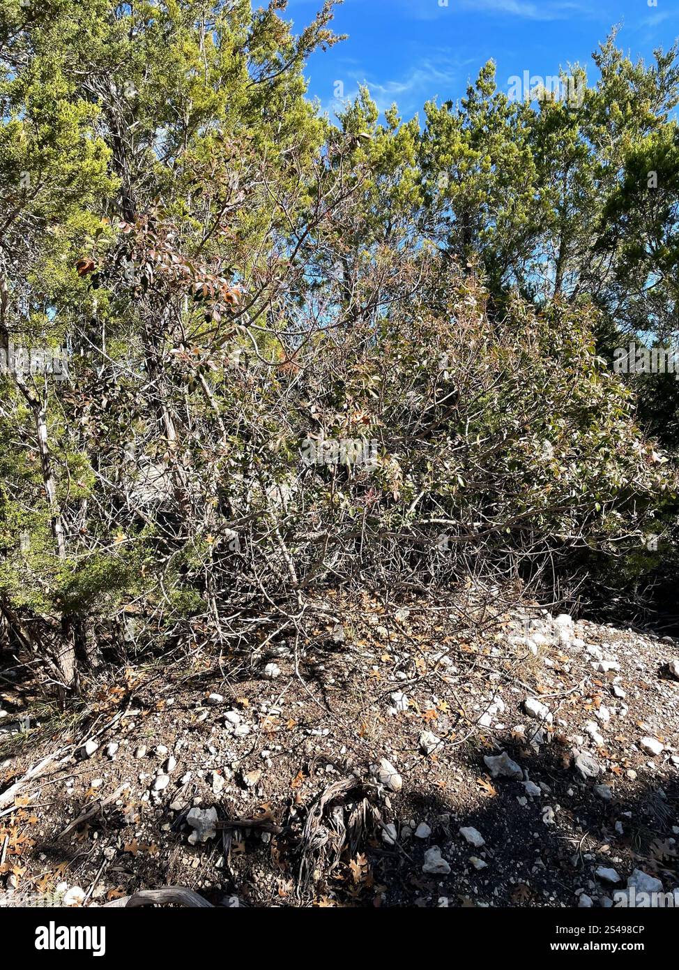 evergreen sumac (Rhus virens Stock Photo - Alamy