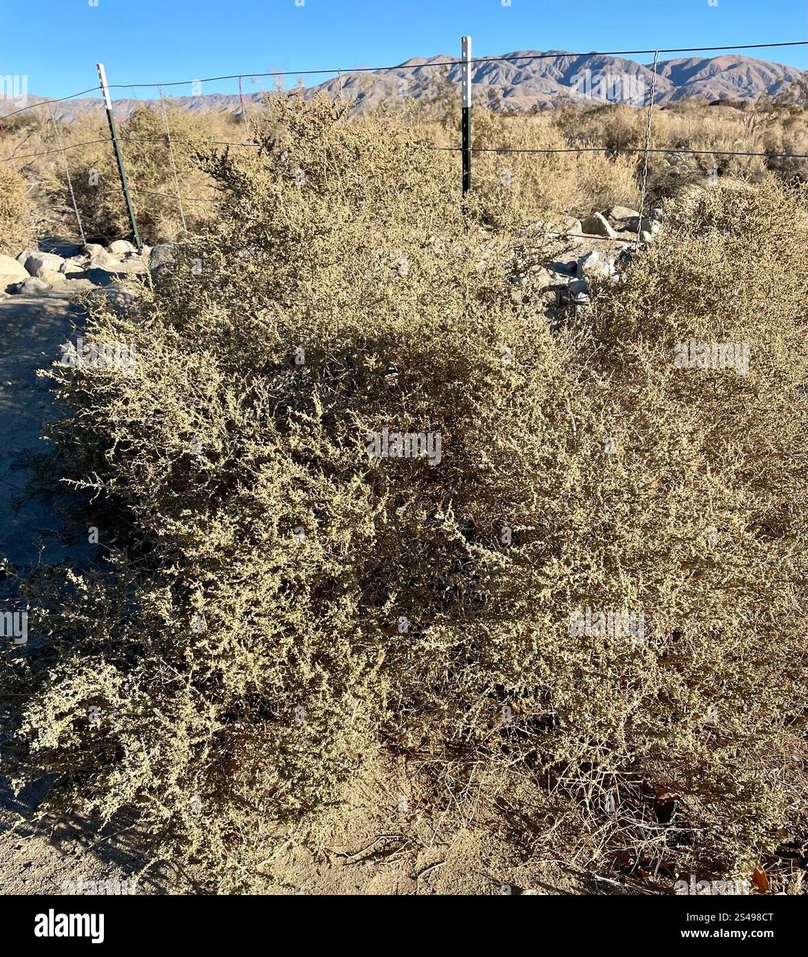 Cattle Saltbush (Atriplex polycarpa Stock Photo - Alamy