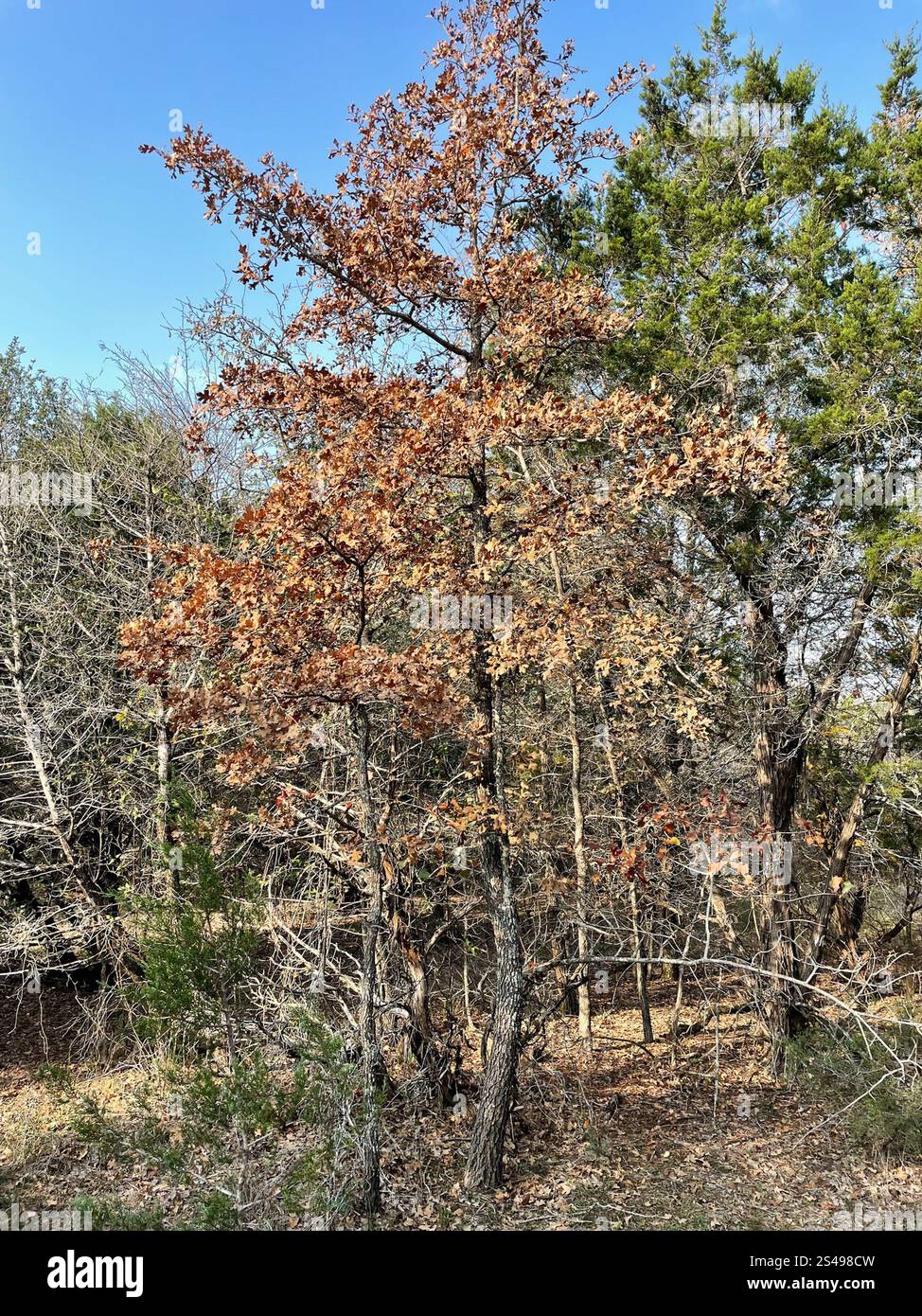 post oak (Quercus stellata Stock Photo - Alamy
