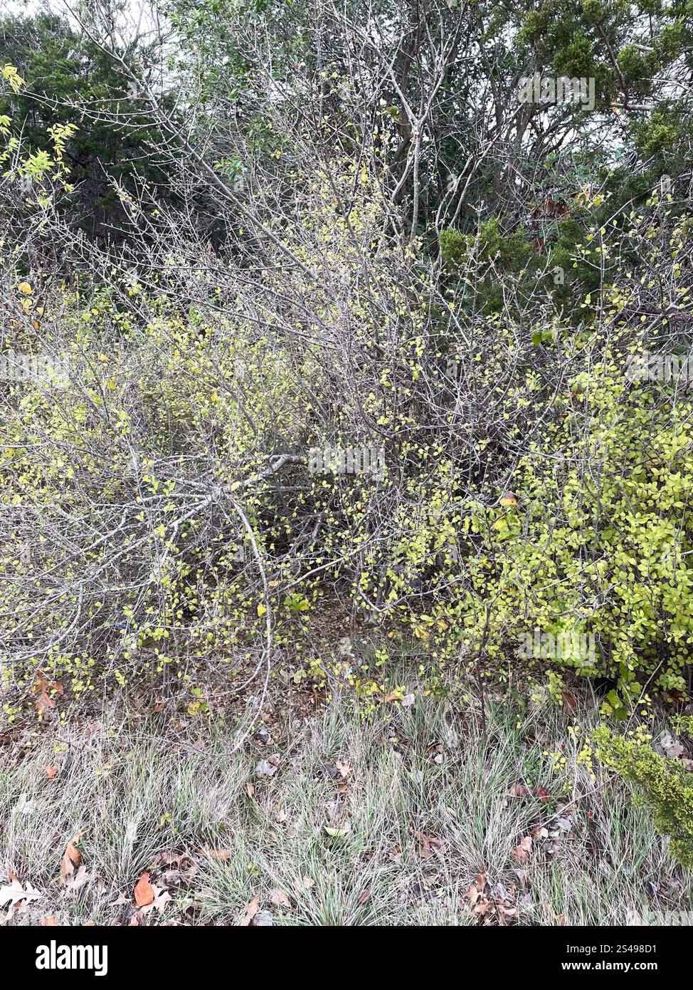 Stretchberry (Forestiera pubescens Stock Photo - Alamy