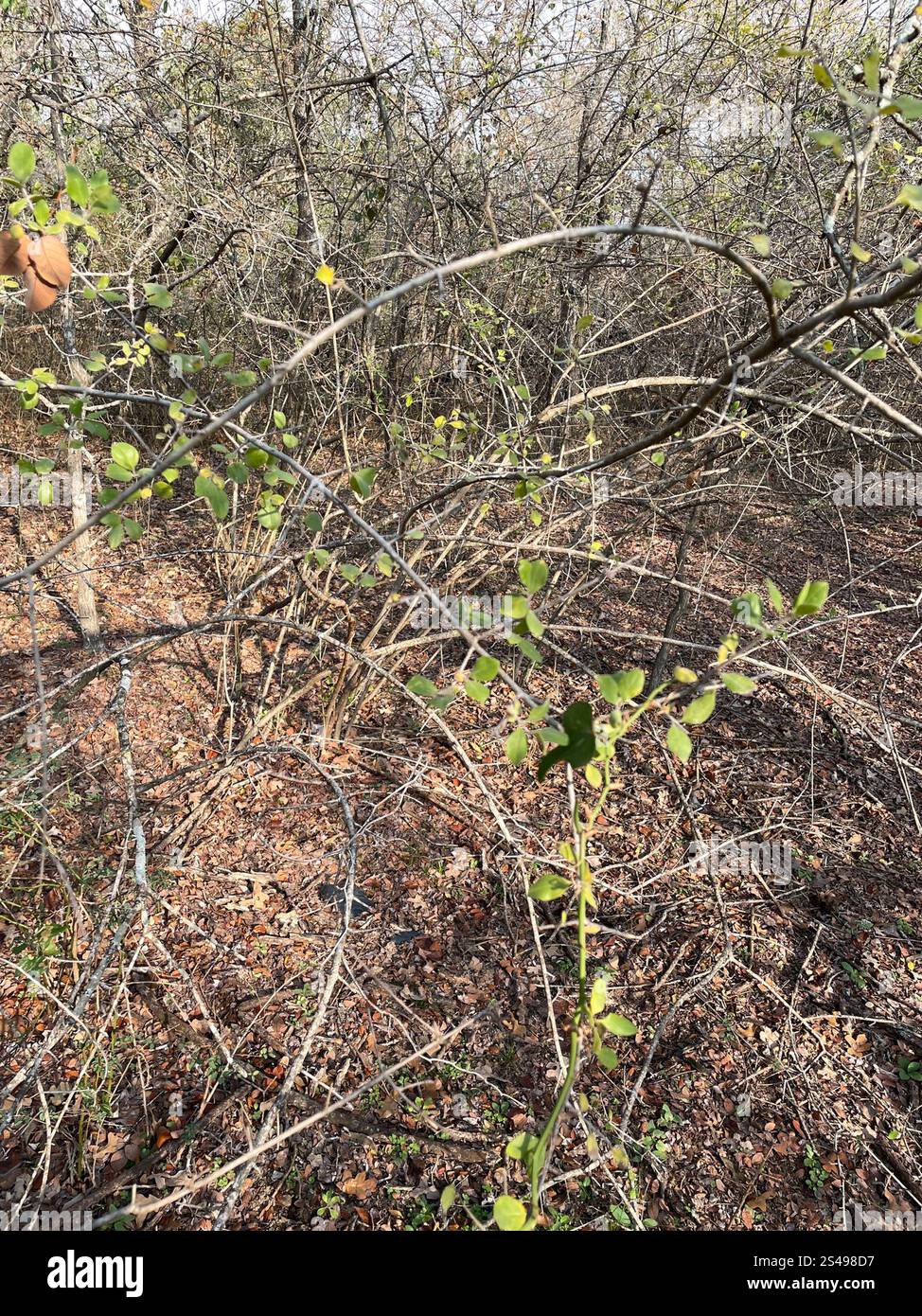 Stretchberry (Forestiera pubescens Stock Photo - Alamy