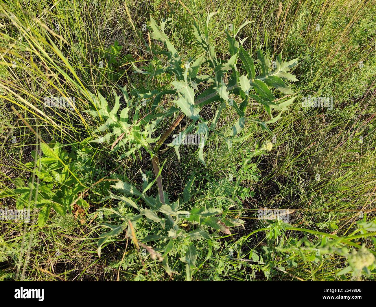 Field Eryngo (Eryngium campestre Stock Photo - Alamy