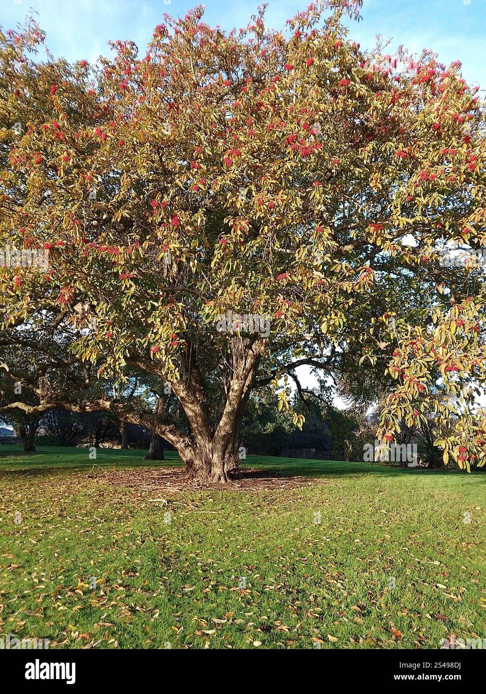 tree cotoneaster (Cotoneaster frigidus Stock Photo - Alamy