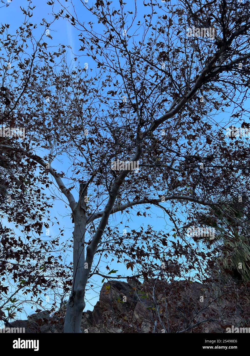 western sycamore (Platanus racemosa Stock Photo - Alamy