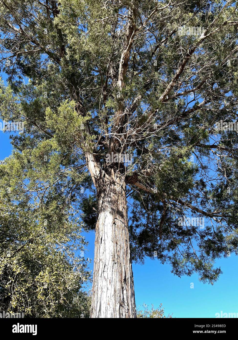 Ashe juniper (Juniperus ashei Stock Photo - Alamy