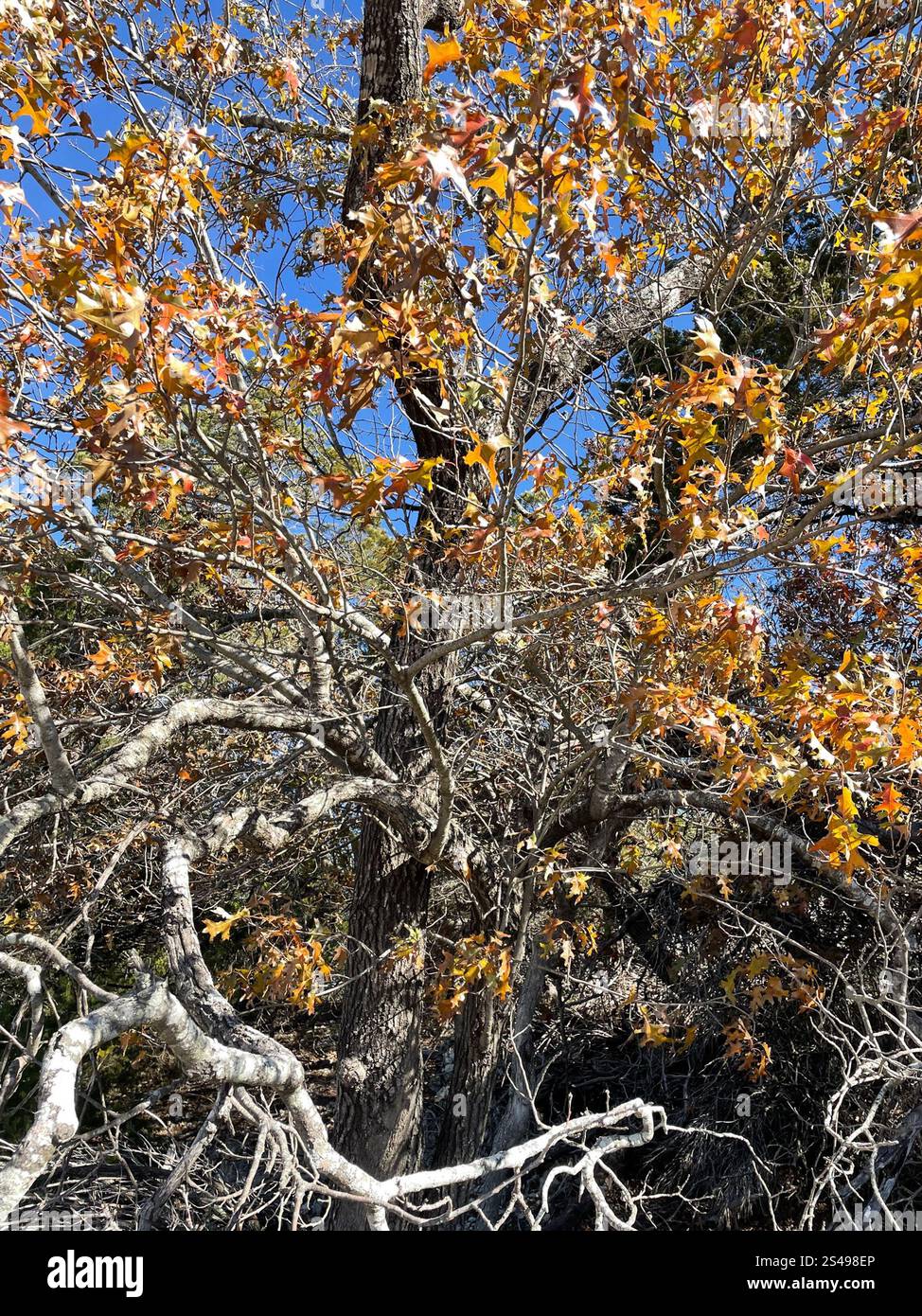 Buckley's oak (Quercus buckleyi Stock Photo - Alamy