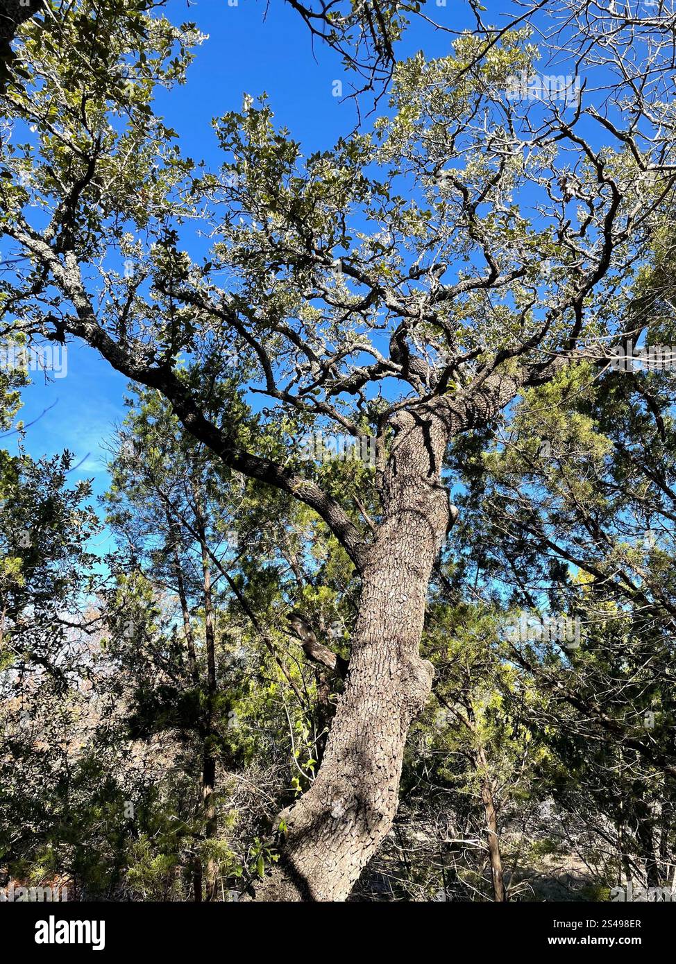 Texas live oak (Quercus fusiformis Stock Photo - Alamy