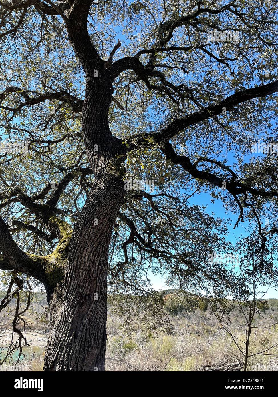 Texas live oak (Quercus fusiformis Stock Photo - Alamy