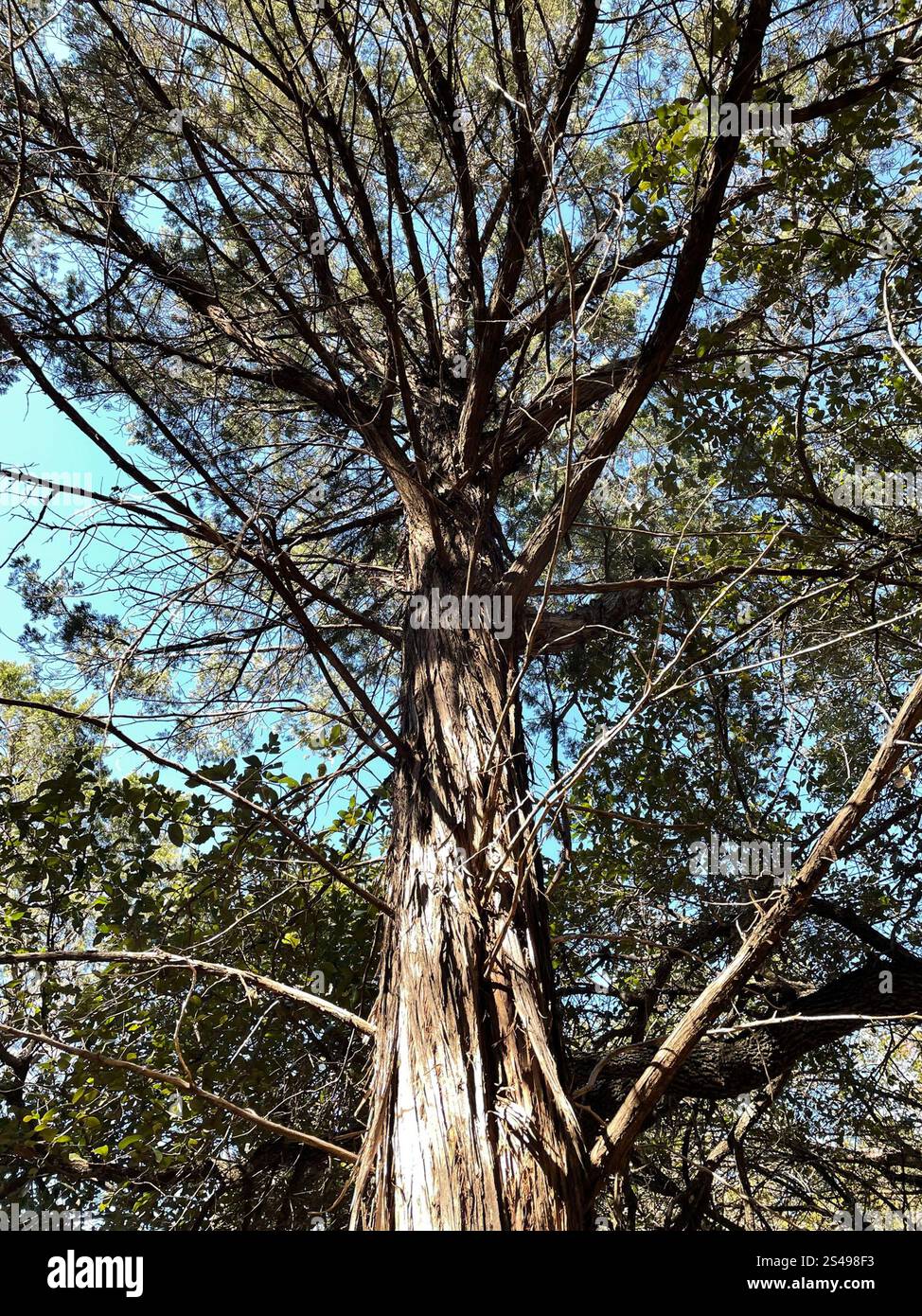 Ashe juniper (Juniperus ashei Stock Photo - Alamy