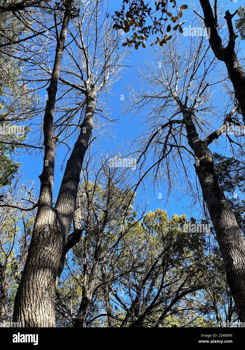 Texas ash (Fraxinus albicans Stock Photo - Alamy