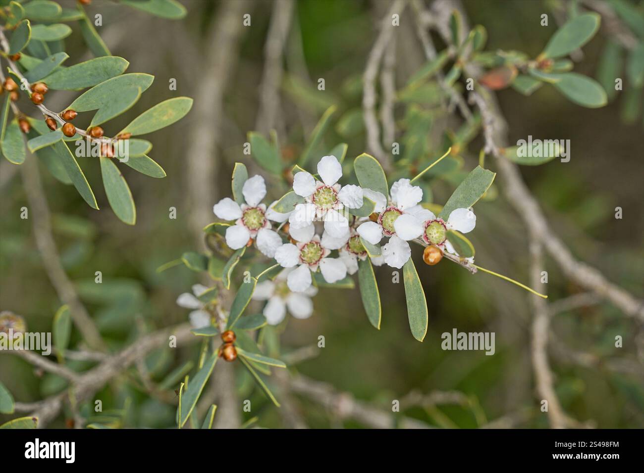 Tea Tree flowers, white, surrounded by leaves and branches. A native ...