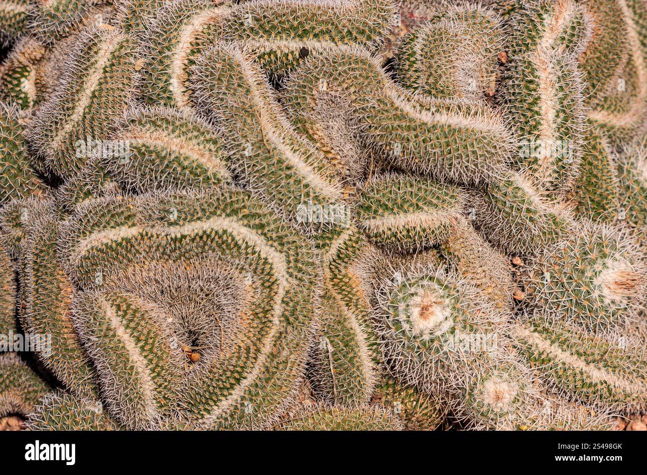 A bunch of cacti with spines and a brownish color. The cacti are all ...