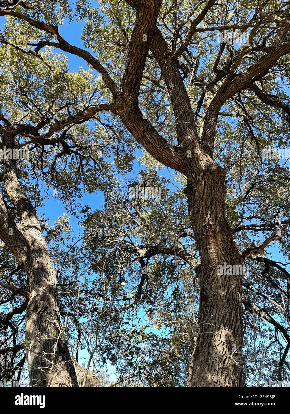 Texas live oak (Quercus fusiformis Stock Photo - Alamy