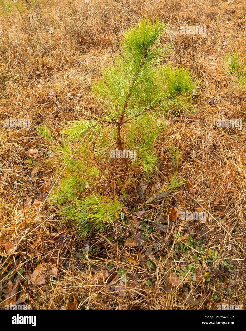 pitch pine (Pinus rigida Stock Photo - Alamy