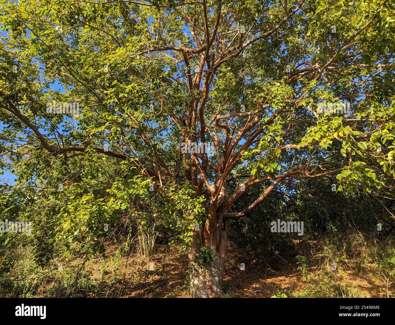 Gumbo Limbo (Bursera simaruba Stock Photo - Alamy