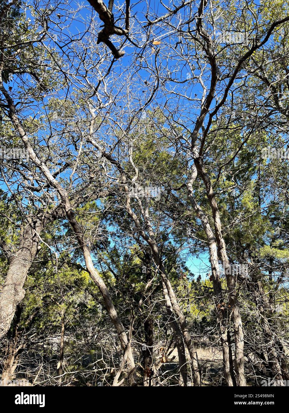 White Shin Oak (Quercus sinuata breviloba Stock Photo - Alamy