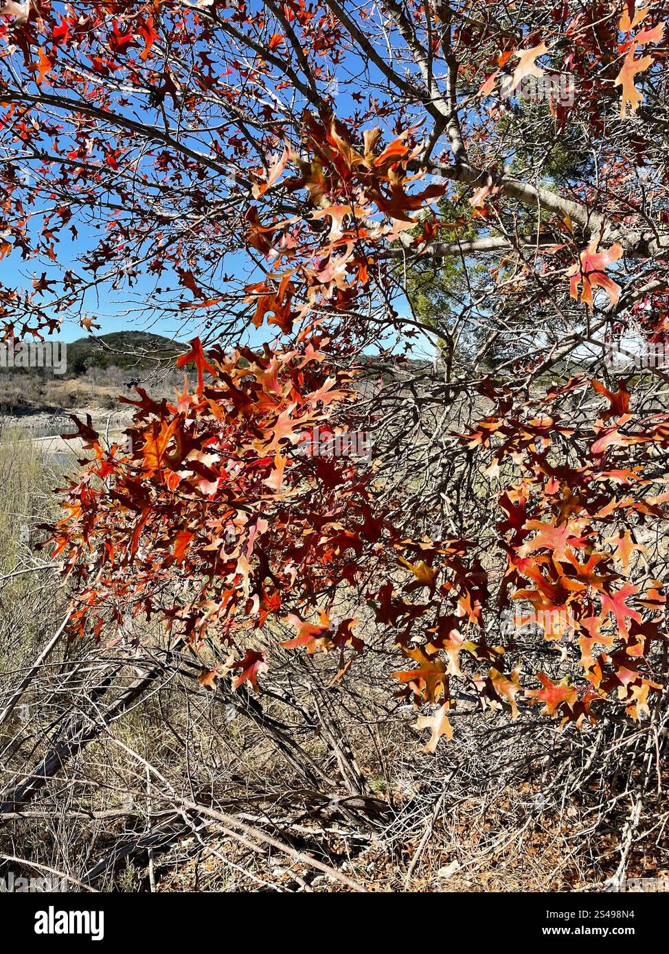Buckley's oak (Quercus buckleyi Stock Photo - Alamy